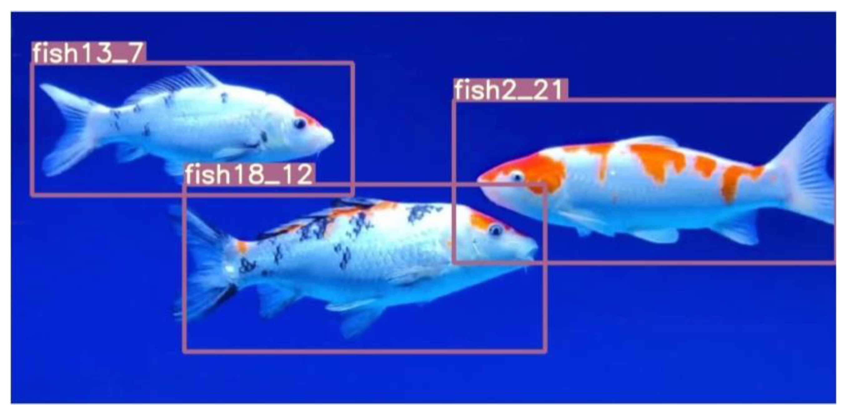 FIRN: A Novel Fish Individual Recognition Method with Accurate Detection and Attention Mechanism