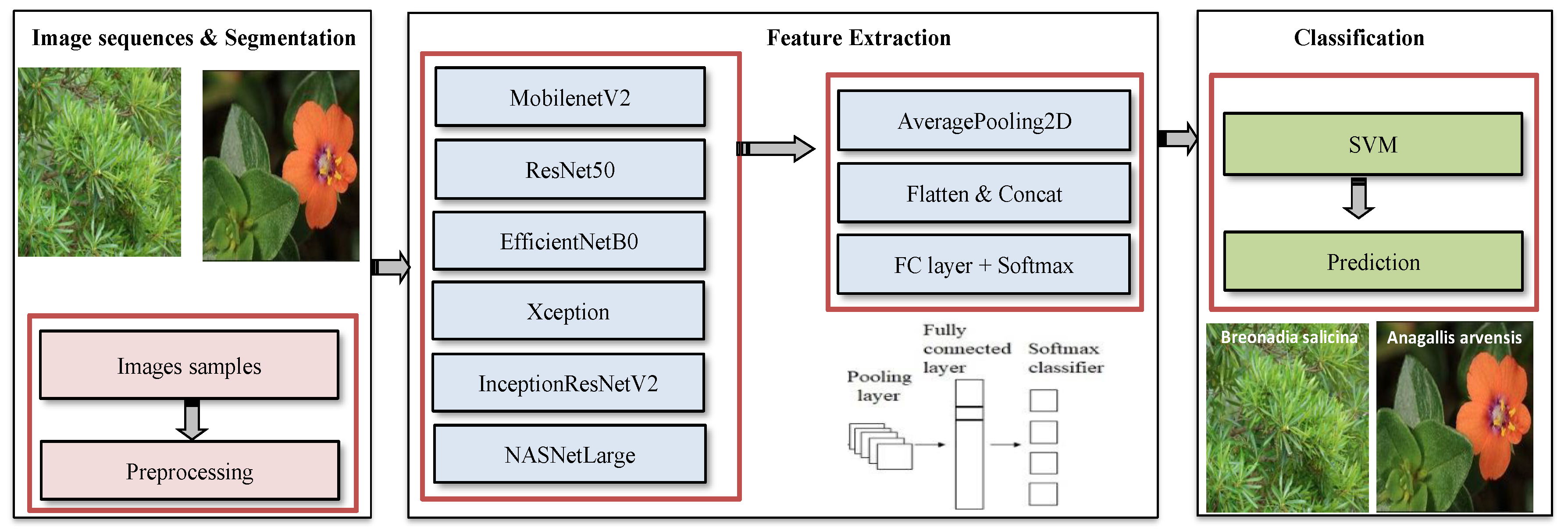 Plant Classification Chart Students