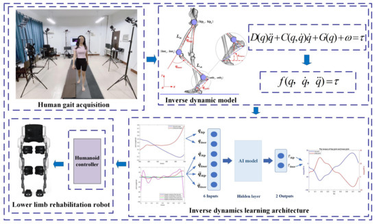 Inverse Dynamics Modeling and Analysis of Healthy Human Data for Lower Limb Rehabilitation Robots