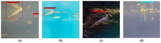 Electronics | Free Full-Text | Detection Method of Fry Feeding Status Based on YOLO Lightweight ...