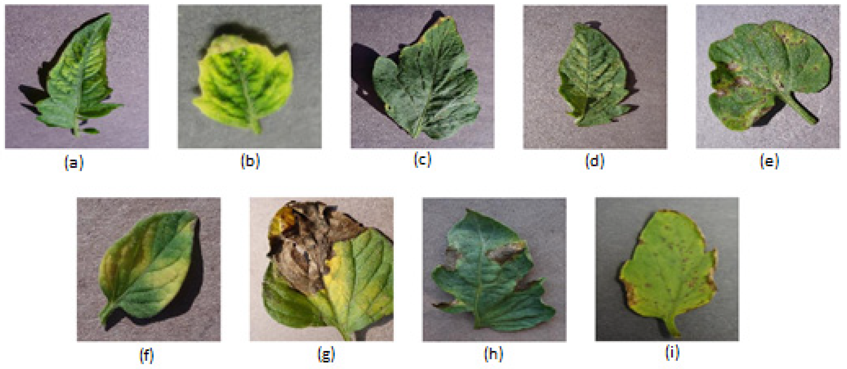 Electronics | Free Full-Text | Monitoring Tomato Leaf Disease through ... Electronics | Free Full-Text | Monitoring Tomato Leaf Disease through ...