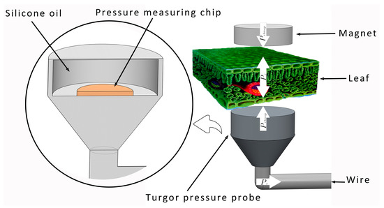 Development of Non-Destructive Testing Device for Plant Leaf Expansion ...
