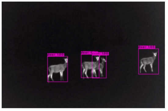 Comparison of Different Methods of Animal Detection and Recognition on ...
