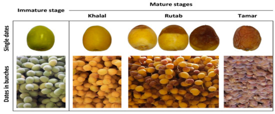 A Novel Classification Model of Date Fruit Dataset Using Deep Transfer ...