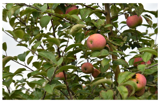 Development of Apple Detection System and Reinforcement Learning for Apple Manipulator