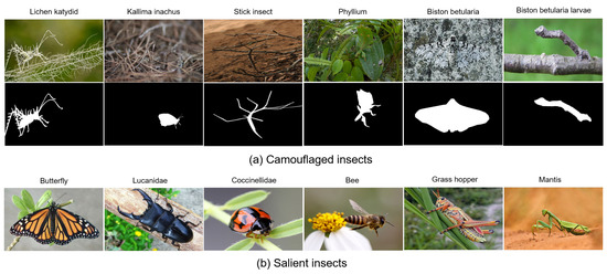 Camouflaged Insect Segmentation Using A Progressive Refinement Network