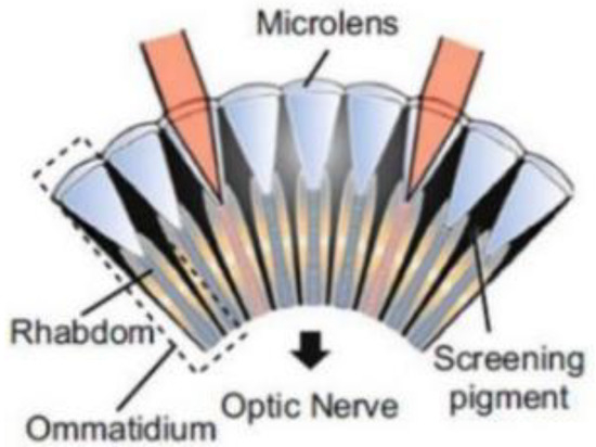The Development of Snapshot Multispectral Imaging Technology Based on ...