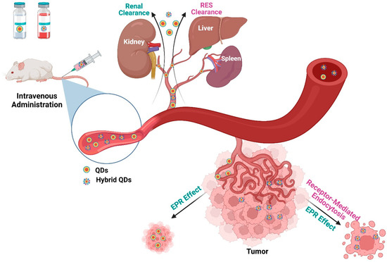 Hybrid Quantum Dot as Promising Tools for Theranostic Application in Cancer