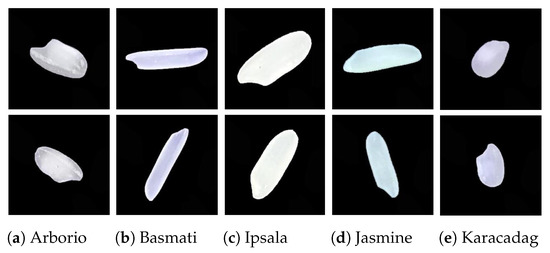 An Efficient Classification of Rice Variety with Quantized Neural Networks
