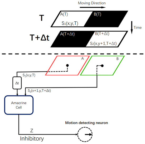 A Motion-Direction-Detecting Model for Gray-Scale Images Based on the Hassenstein–Reichardt Model