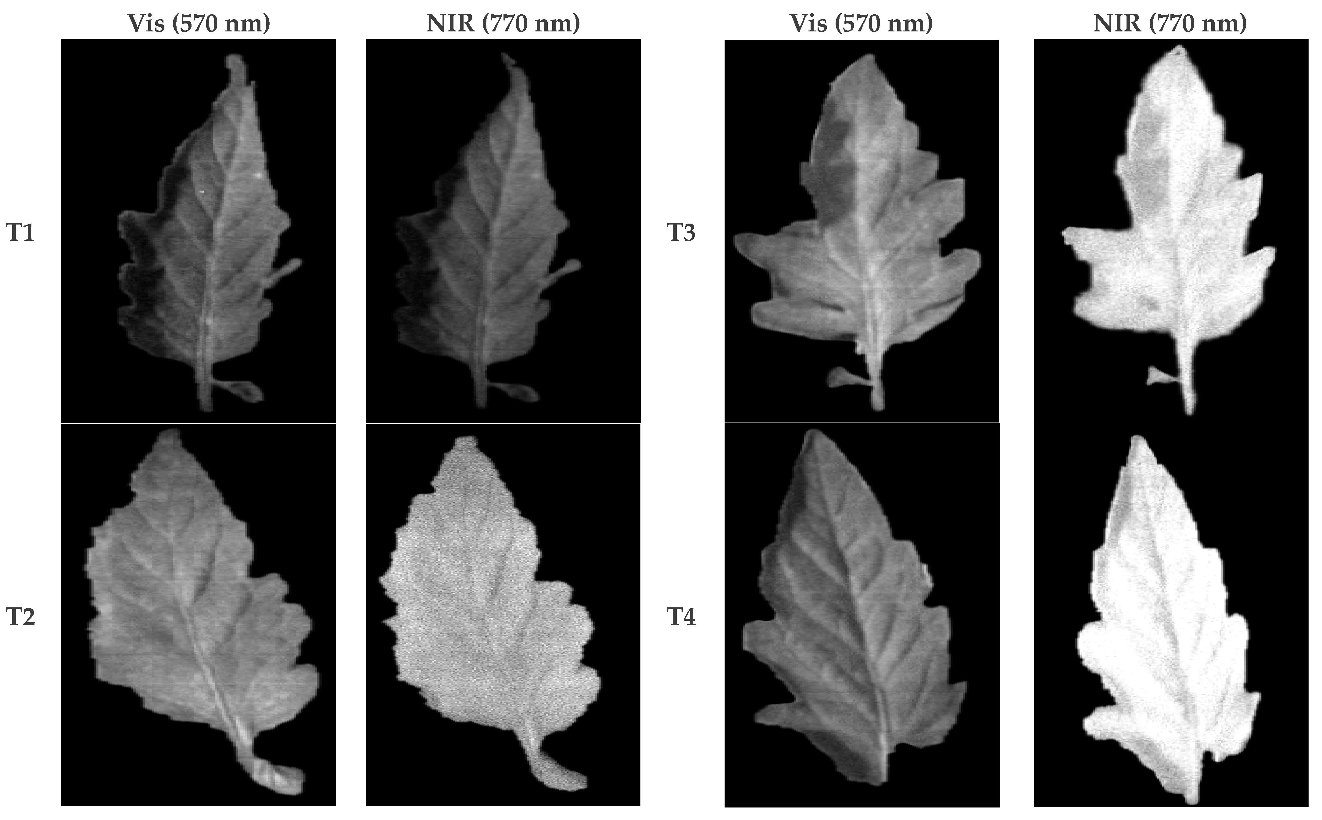 Attention Mechanisms in Convolutional Neural Networks for Nitrogen Treatment Detection in Tomato ...