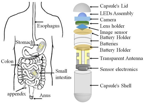 Dual-Polarized Transparent Antenna and Its Application for Capsule ...
