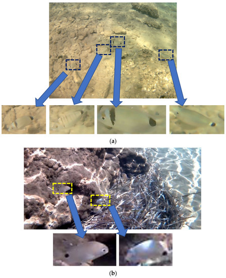 Fish Monitoring from Low-Contrast Underwater Images