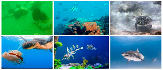 DSW-YOLOv8n: A New Underwater Target Detection Algorithm Based on ...