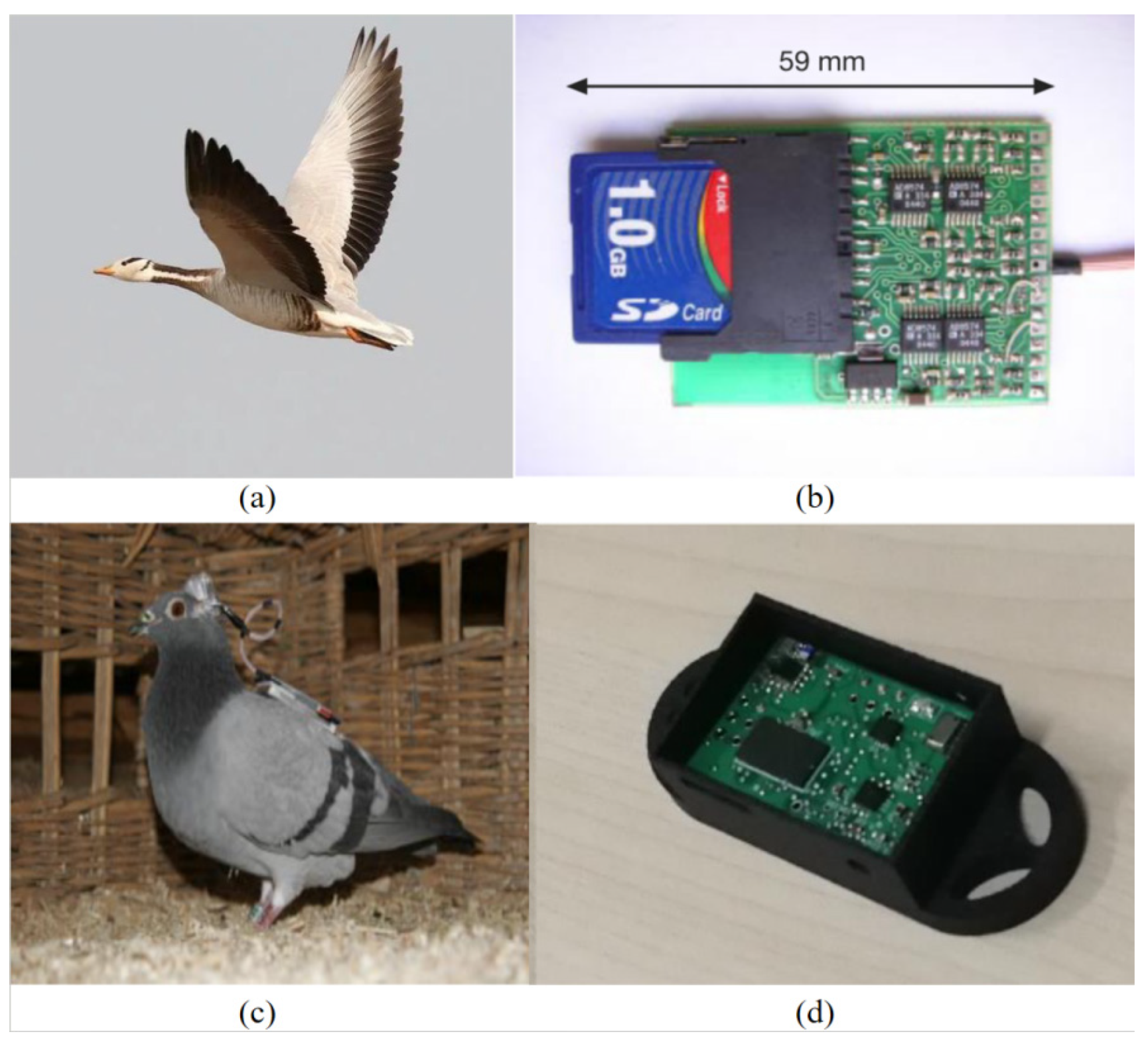 Dynamic Temperature Compensation of Pressure Sensors in Migratory Bird ...