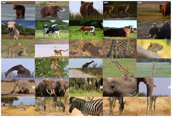 Electronics | Free Full-Text | MammalClub: An Annotated Wild Mammal ...