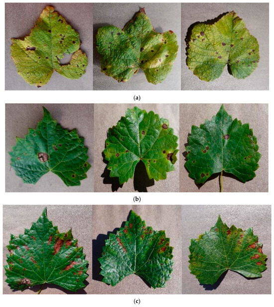 Detection of Small Lesions on Grape Leaves Based on Improved YOLOv7