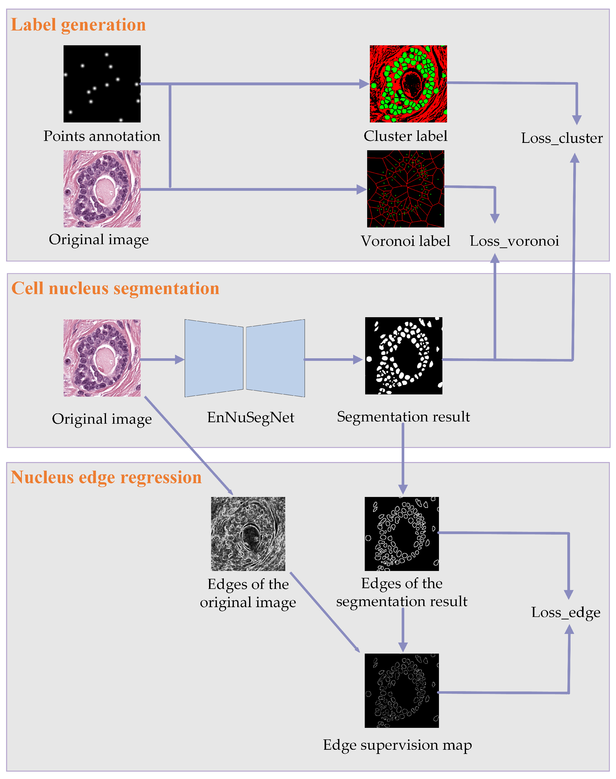 Electronics | Free Full-Text | EnNuSegNet: Enhancing Weakly Supervised Nucleus Segmentation ...