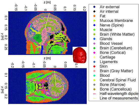 The Human Head Skull Role as Our First Thermoregulatory Natural Shield ...