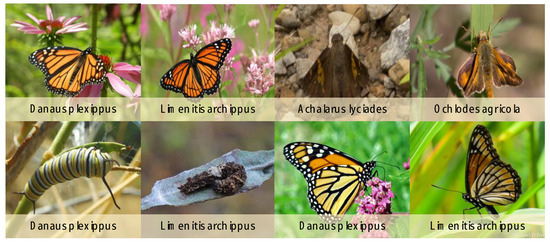 Polymorphic Clustering and Approximate Masking Framework for Fine ...