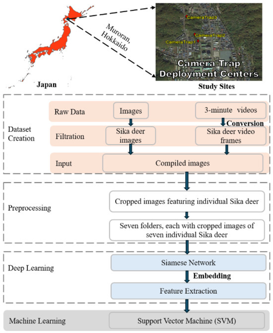 Enhancing Sika Deer Identification: Integrating CNN-Based Siamese Networks with SVM Classification