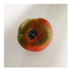 Tomato Sorting System Based on Machine Vision