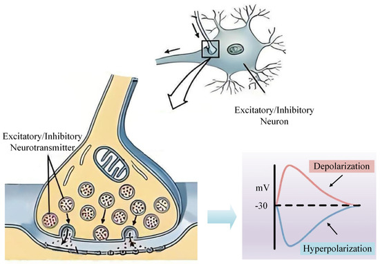 Neural Chaotic Oscillation: Memristive Feedback, Symmetrization, and ...