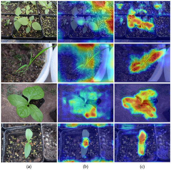 RVDR-YOLOv8: A Weed Target Detection Model Based on Improved YOLOv8