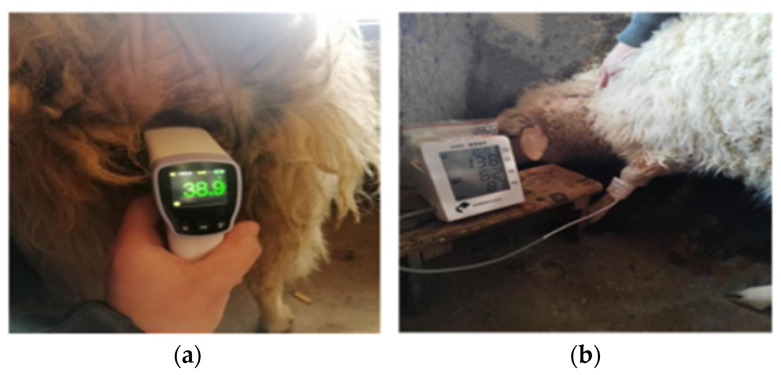 Prediction of Health Status of Small-Tailed Cold Sheep Based on ...