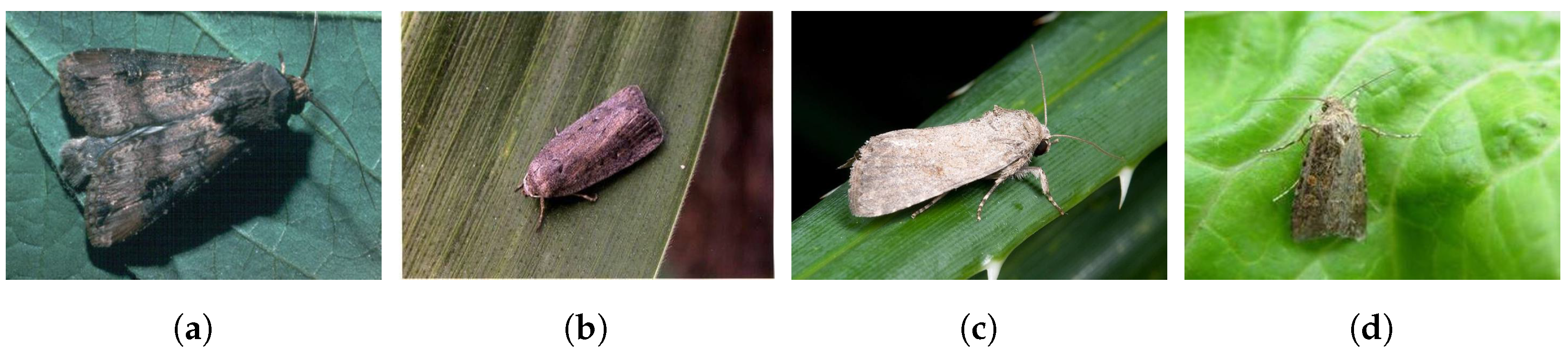 Overview of Pest Detection and Recognition Algorithms