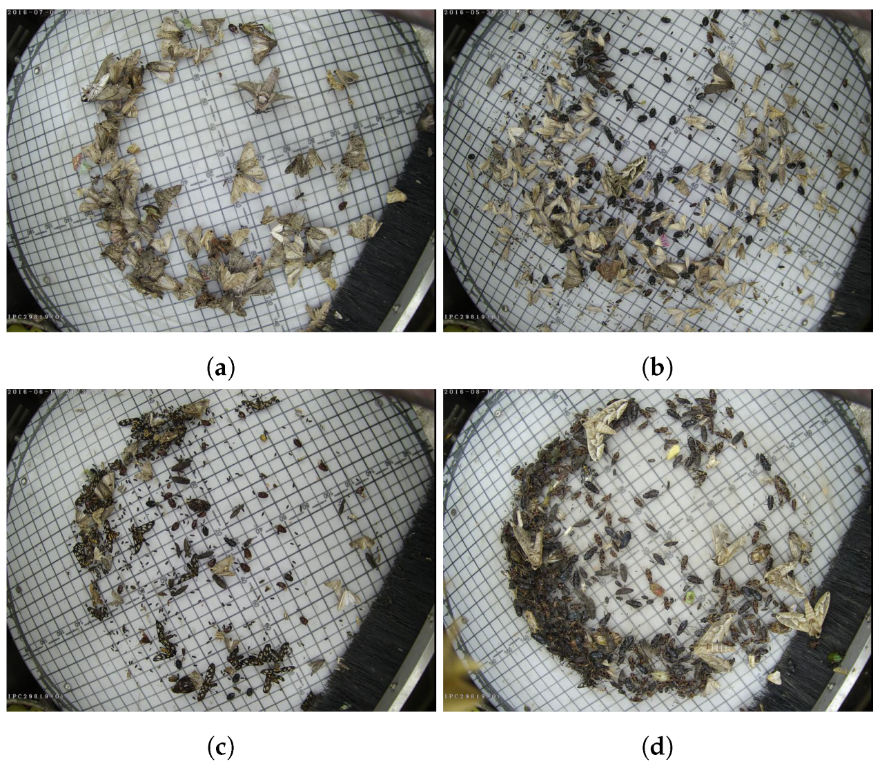 Overview of Pest Detection and Recognition Algorithms