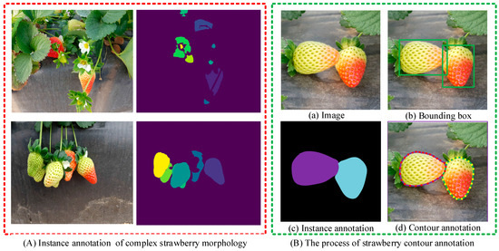 StrawSnake: A Real-Time Strawberry Instance Segmentation Network Based on the Contour Learning ...