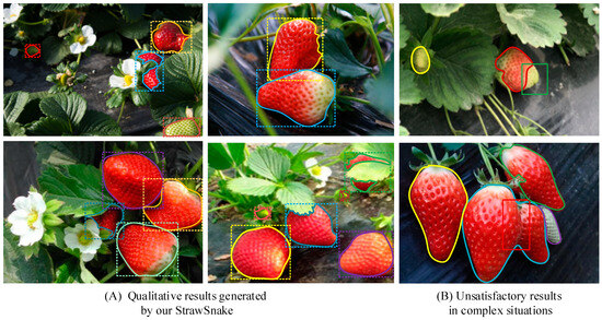 StrawSnake: A Real-Time Strawberry Instance Segmentation Network Based on the Contour Learning ...
