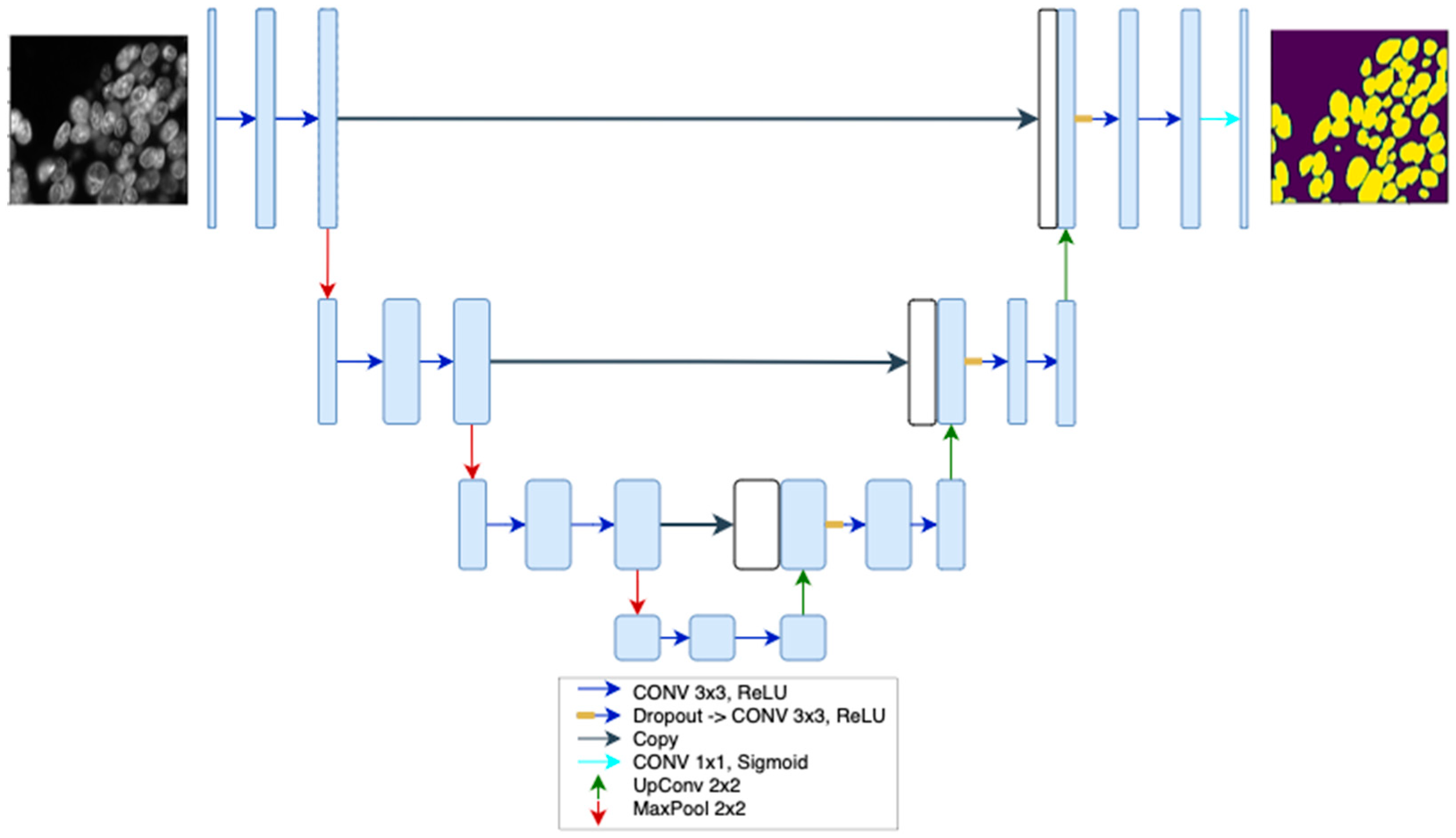 Improved Segmentation of Cellular Nuclei Using UNET Architectures for Enhanced Pathology Imaging