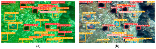 Underwater Robot Target Detection Algorithm Based on YOLOv8
