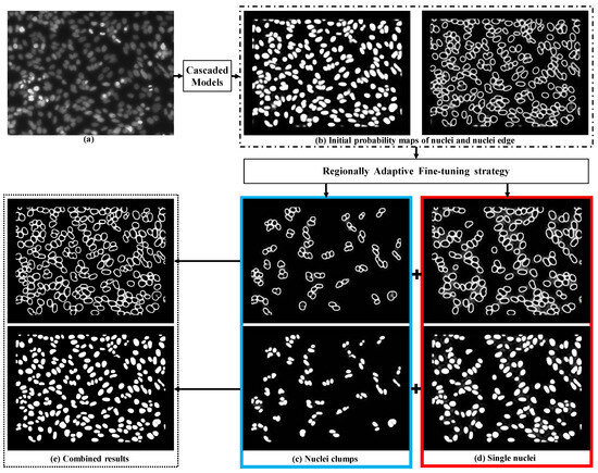 Regionally Adaptive Active Learning Framework for Nuclear Segmentation ...