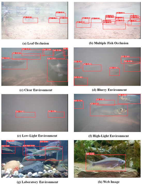HRA-YOLO: An Effective Detection Model for Underwater Fish