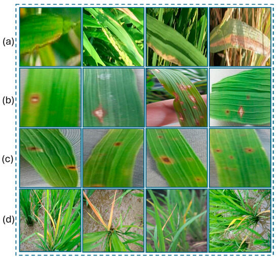 Utilizing Convolutional Neural Networks for the Effective Classification of Rice Leaf Diseases ...