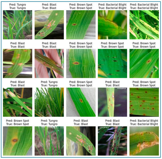 Utilizing Convolutional Neural Networks for the Effective ...