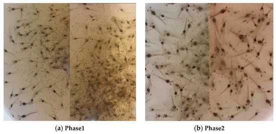 Shrimp Counting Algorithm Using a Small-Scale Labeling Model