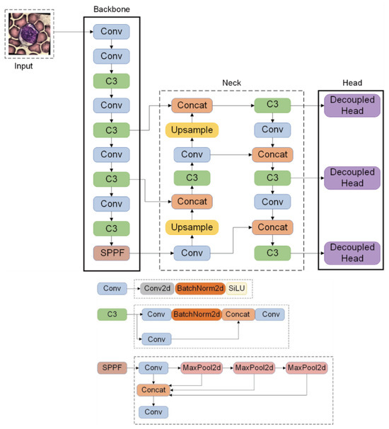 Blood Cell Target Detection Based on Improved YOLOv5 Algorithm