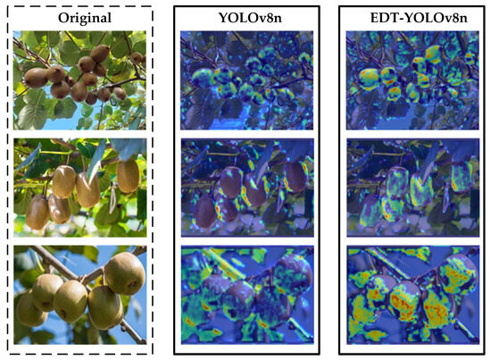 EDT-YOLOv8n-Based Lightweight Detection of Kiwifruit in Complex Environments