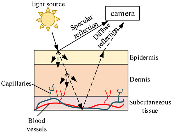 Research on Heart Rate Detection from Facial Videos Based on an ...