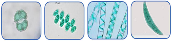 Deep Learning-Based Approach for Microscopic Algae Classification with ...