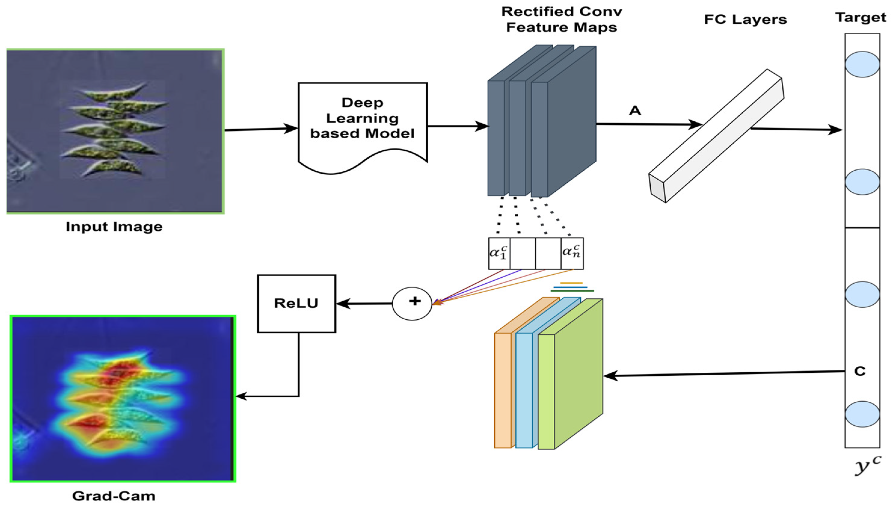 Deep Learning-Based Approach for Microscopic Algae Classification with ...