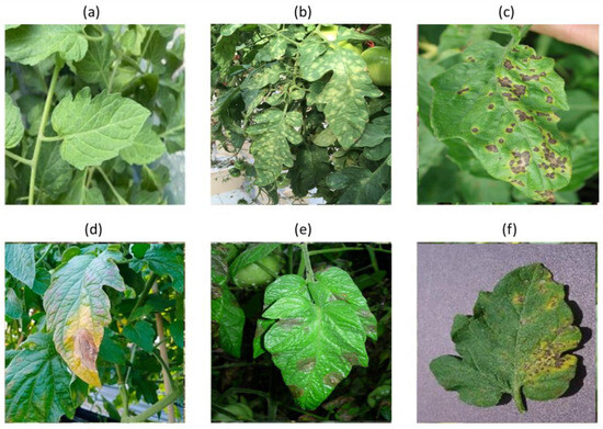 Context-Aware Tomato Leaf Disease Detection Using Deep Learning in an ...
