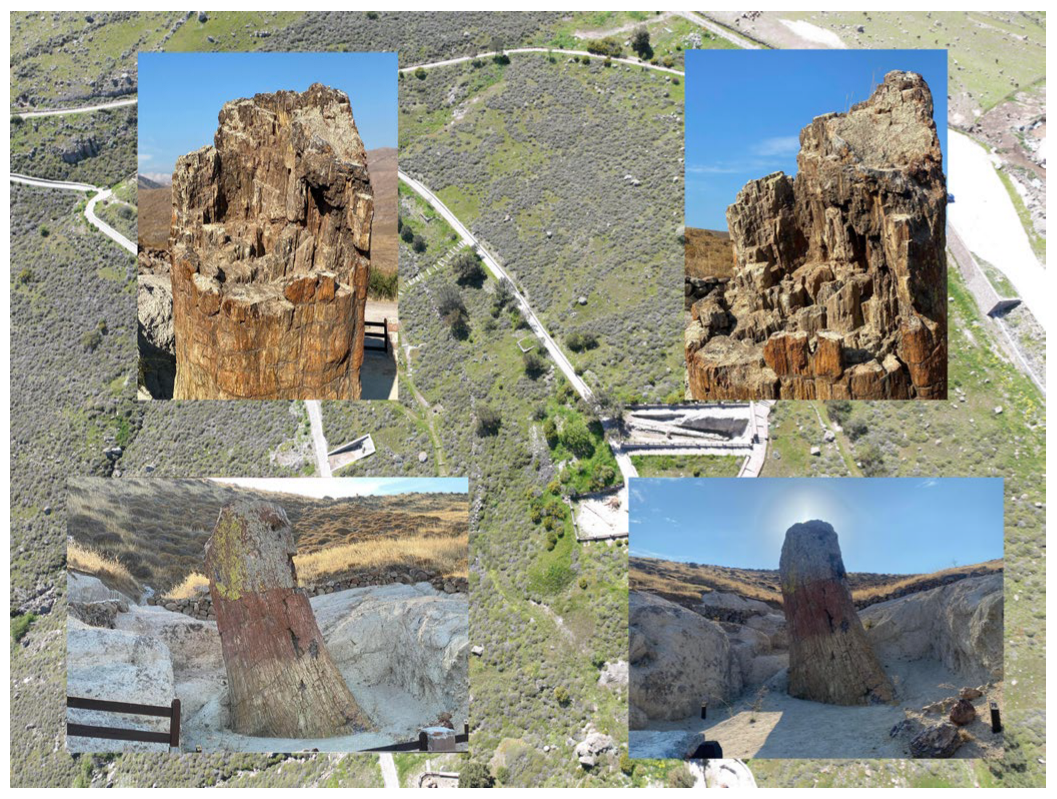 Visualisation of Fossilised Tree Trunks for XR, Using Geospatial Digitisation Techniques Derived ...