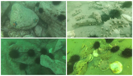 Lightweight Underwater Target Detection Algorithm Based on YOLOv8n