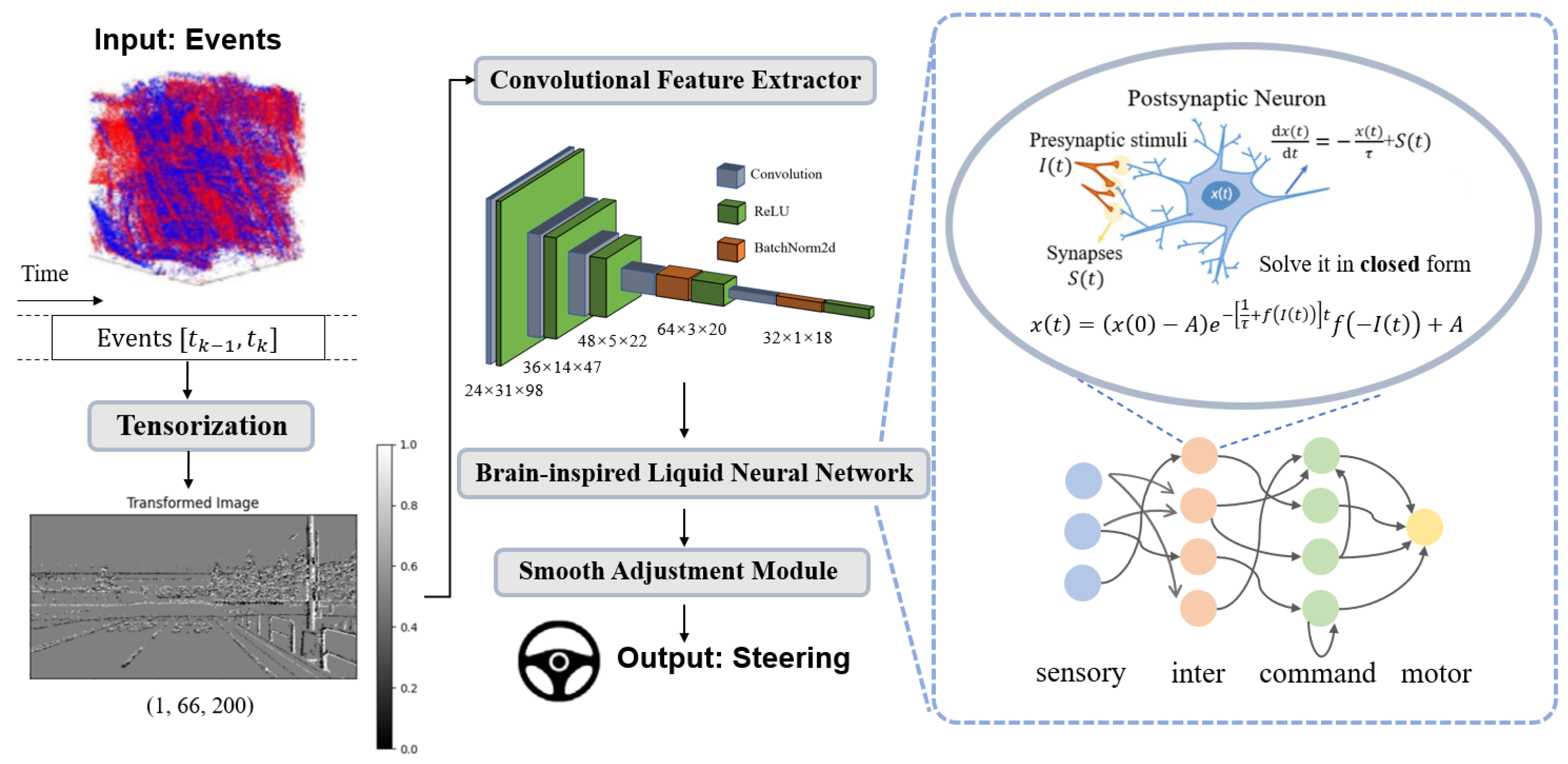 LiS-Net: A Brain-Inspired Framework for Event-Based End-to-End Steering Prediction