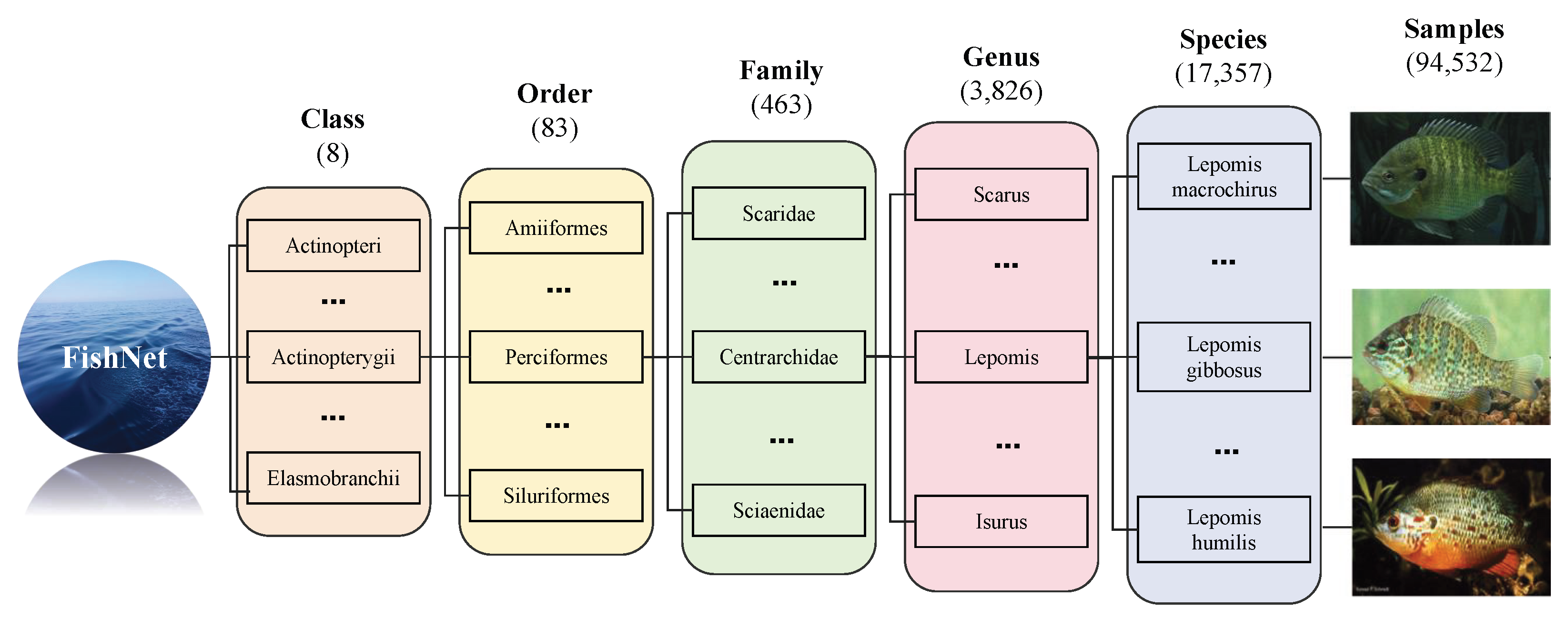 Mitigating Class Imbalance Challenges in Fish Taxonomy: Quantifying Performance Gains Using ...